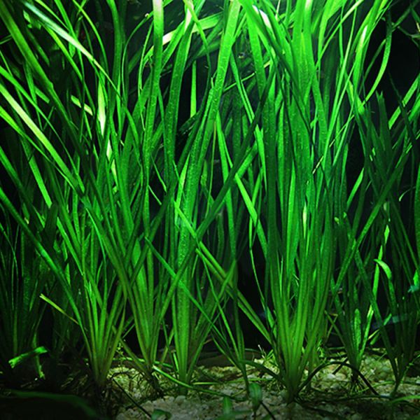 Vallisneria Spiralis Italian