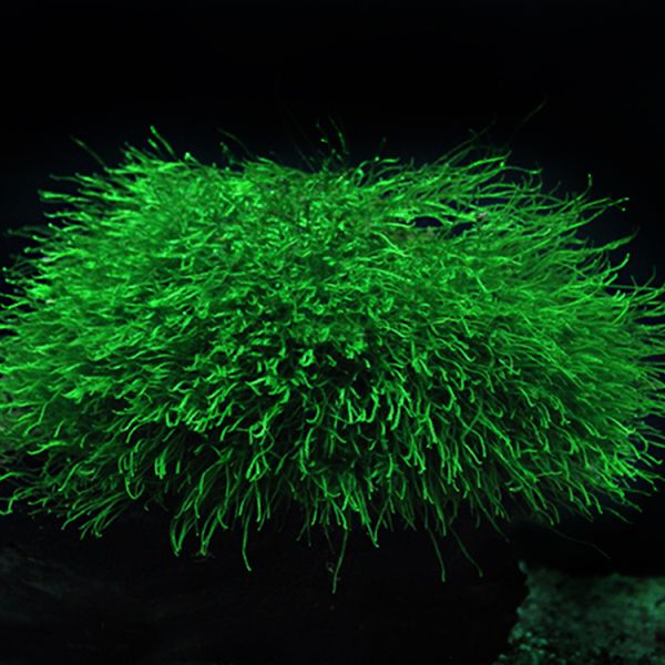 Java Moss Portion