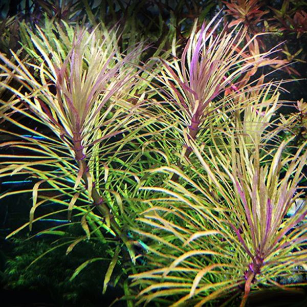 Pogo Stellatus Narrow Leaf