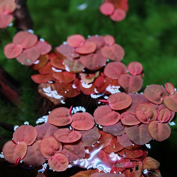 Red Root Floater Portion