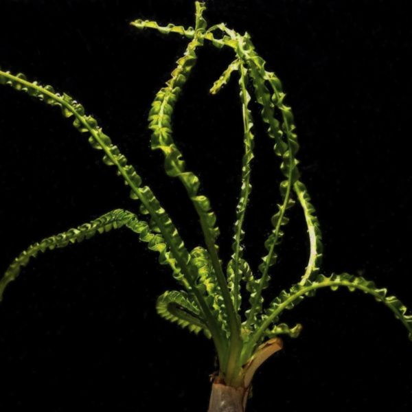 African Onion Plant