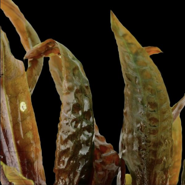 Cryptocoryne Usteriana