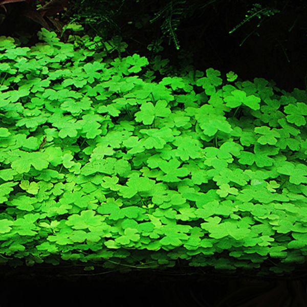 Dwarf Pennywort Japan Mat