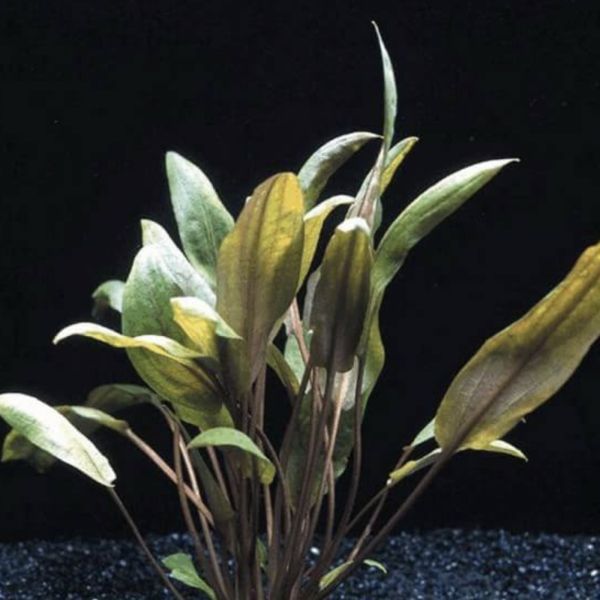 Cryptocoryne Wendtii Mi Oya