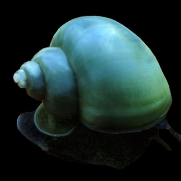 Blue Mystery Snail