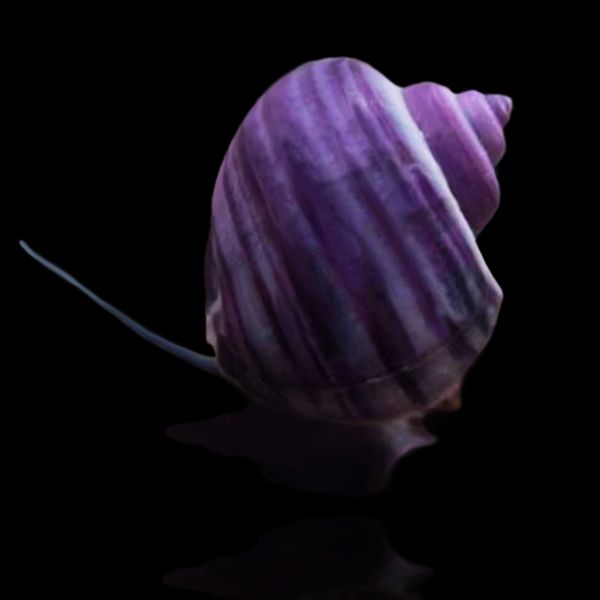 Purple Mystery Snail