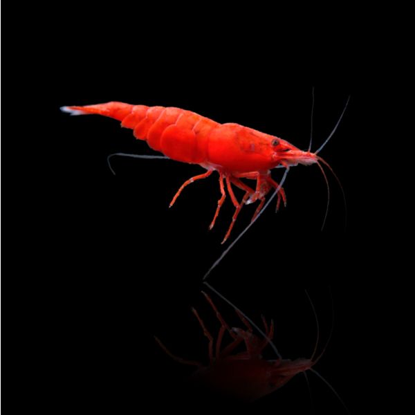 Sakura Red Shrimp
