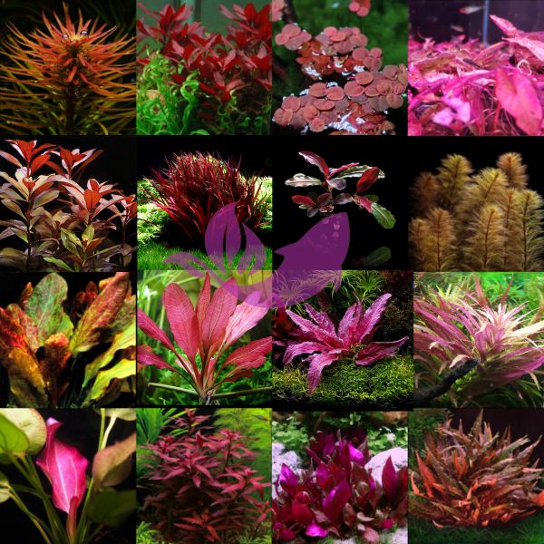 Red Aquarium Plant Pack (6 Plants)