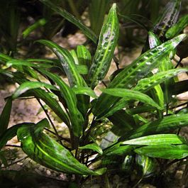 Cryptocoryne Affinis