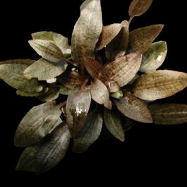 Crypt Wendtii Bronze