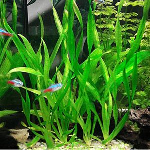 Background - Aquatic Plants