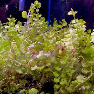 Background - Aquatic Plants