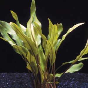 Background - Aquatic Plants