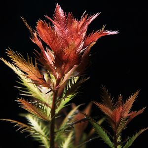 Background - Aquatic Plants