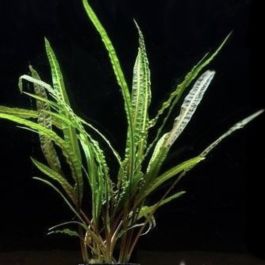 Cryptocoryne Retrospiralis