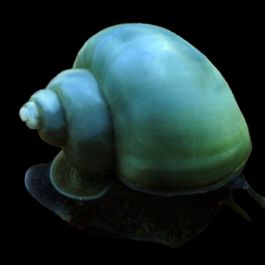 Blue Mystery Snail